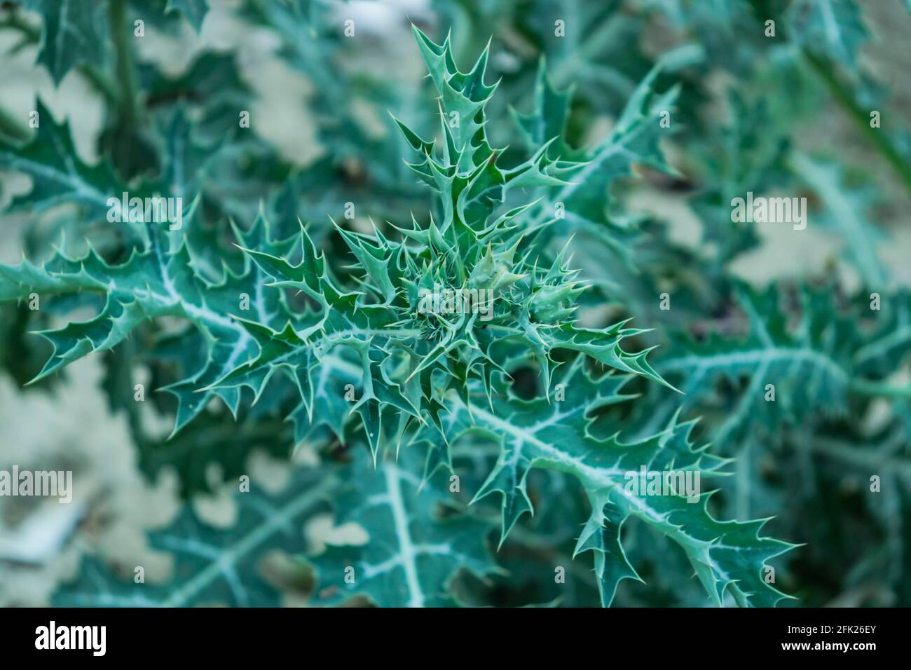 Flowering Thistle or Gamboge Thistle or Gold Thistle all parts of the ...