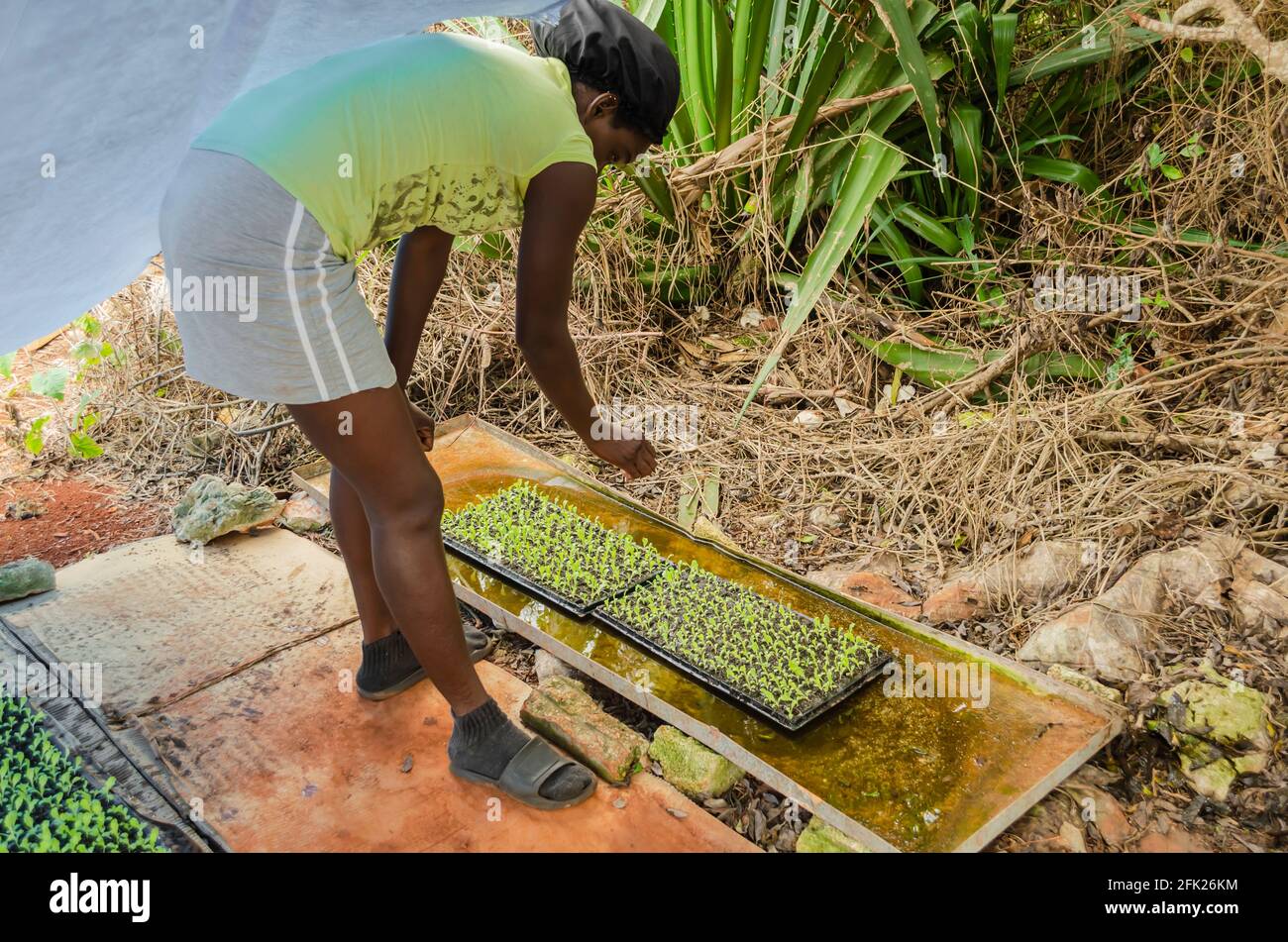 Farmer Caring For Young Plants Stock Photo - Alamy