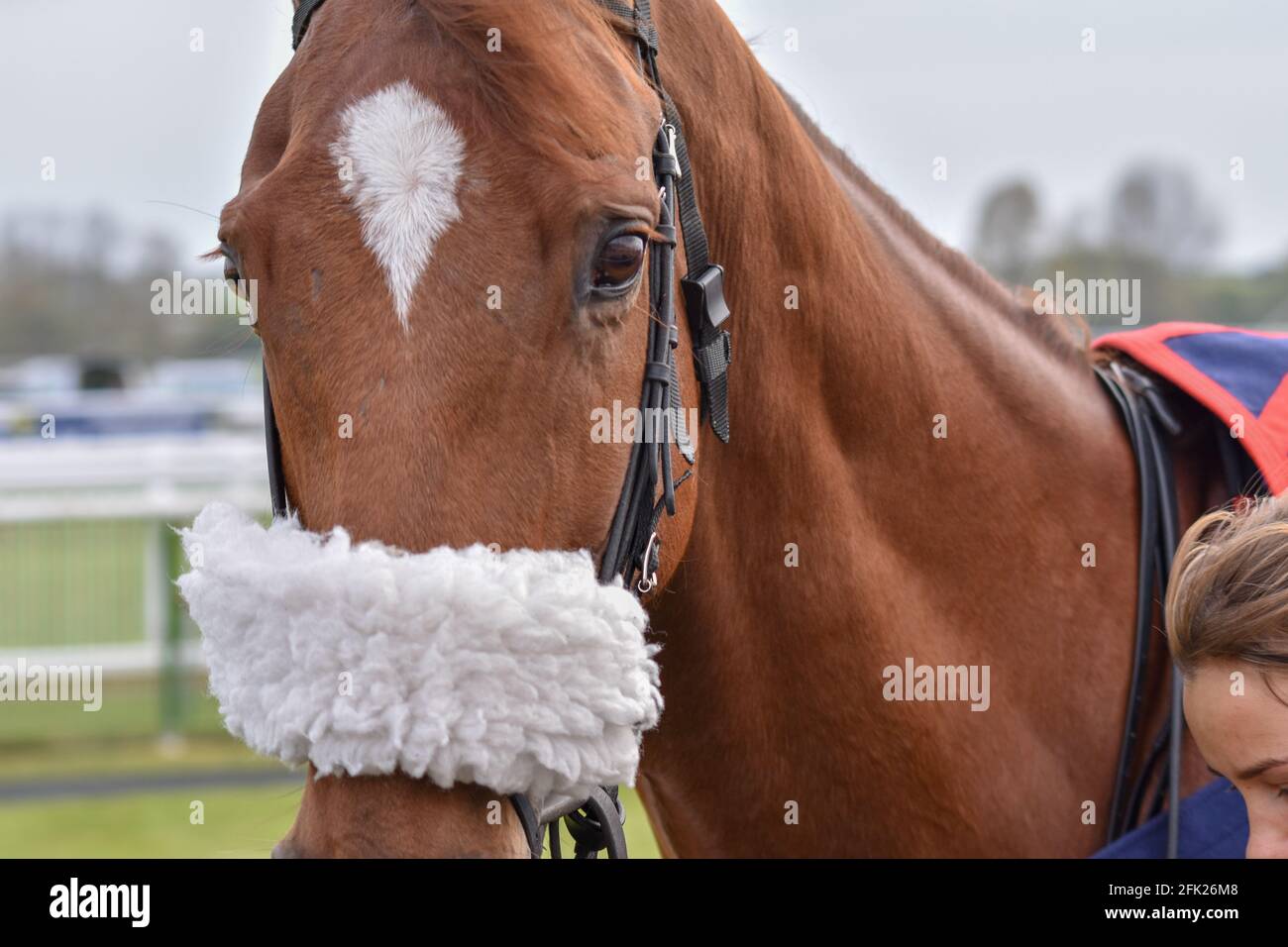 Stratford Horse Racing, National Hunt races Stock Photo - Alamy