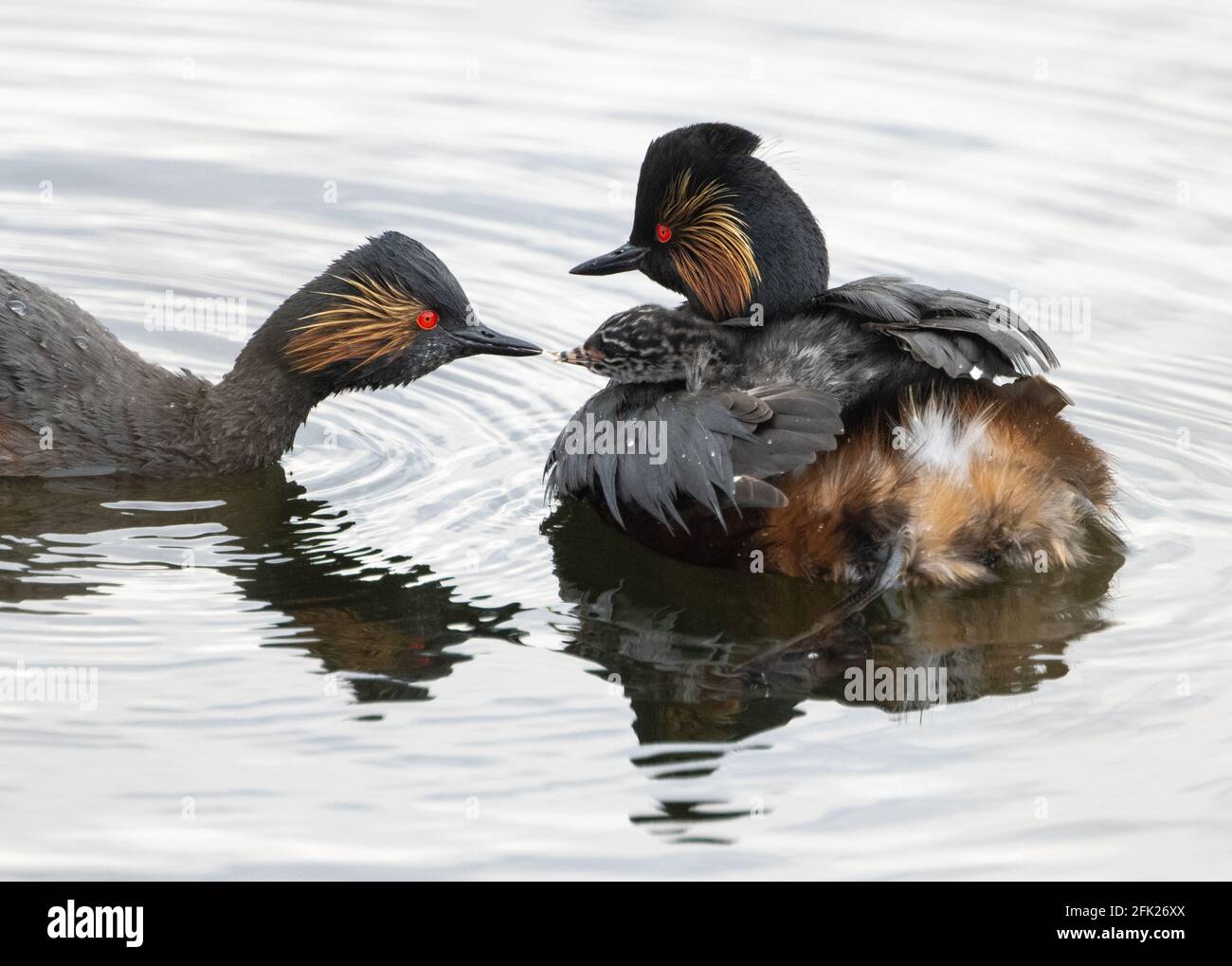 Black-neck (Eared) Grebes feeding young Stock Photo - Alamy