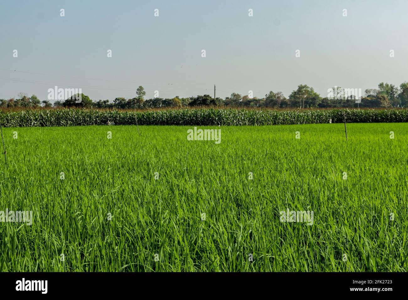 Maize or corn trees and large woody trees behind the green paddy fields ...