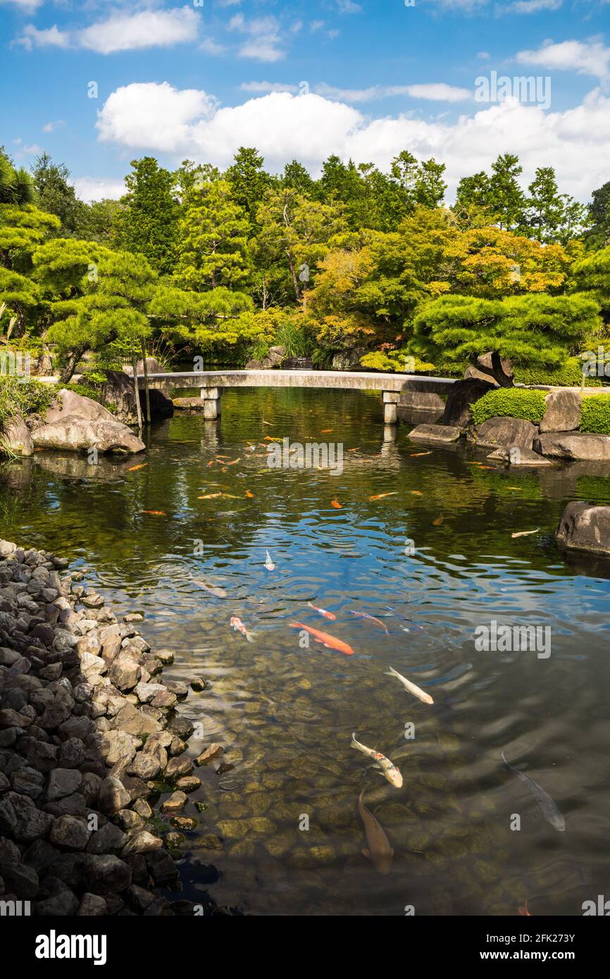 Giant Koi carp Japanese fish pond lake water pool. Golden orange black ...