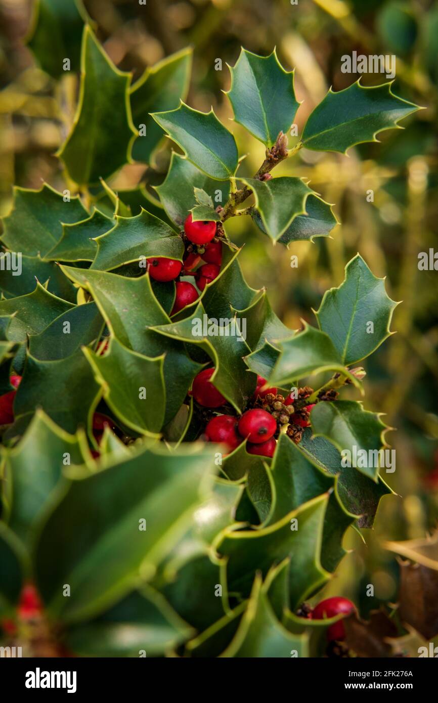 American holly tree hi-res stock photography and images - Alamy
