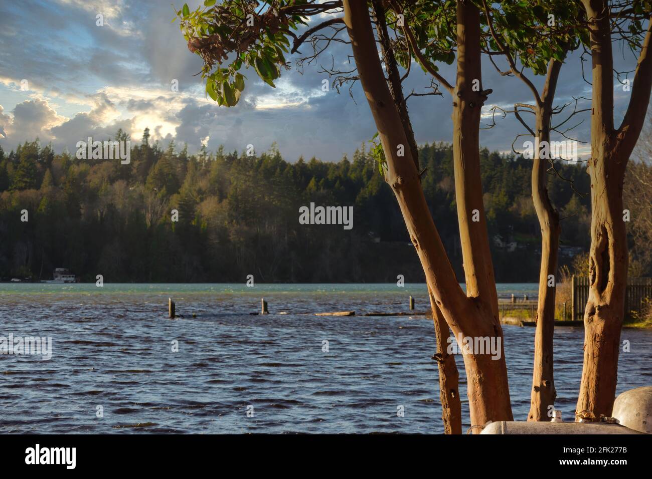 red branches of madrona tree in front of water in afternoon Stock Photo ...