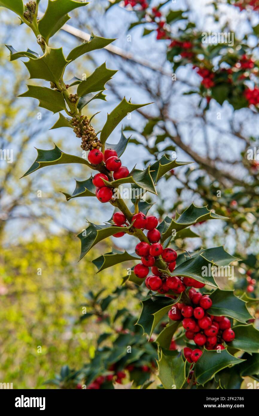 American holly tree hi-res stock photography and images - Alamy