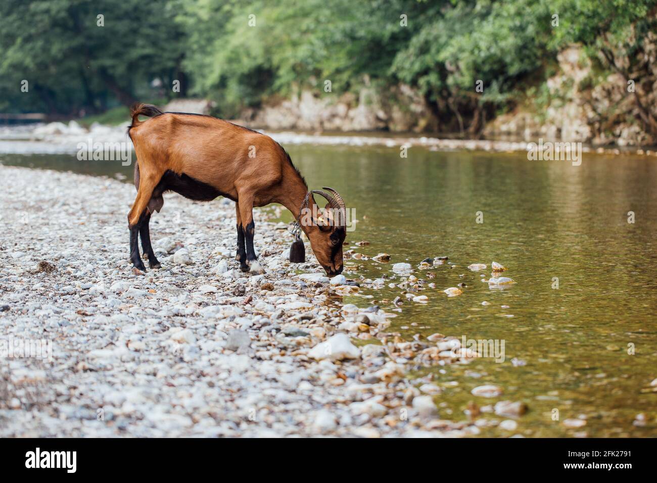 Goat agriculture hi-res stock photography and images - Alamy