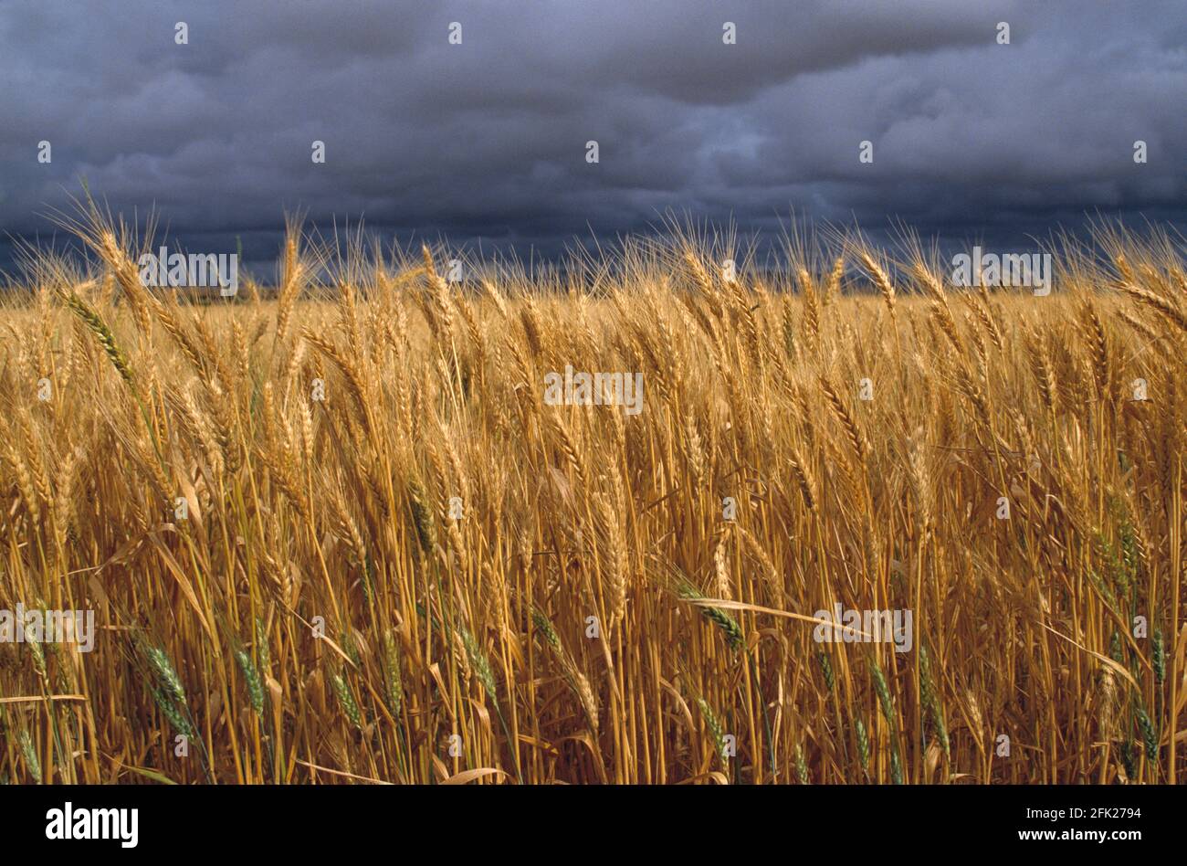 Australian wheat harvest hi-res stock photography and images - Alamy