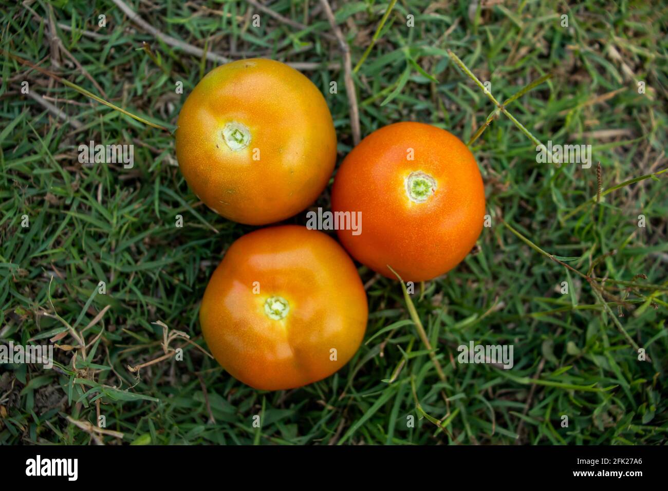 Ripe and semi-ripe yellow-red tomatoes are a wonderful fruit and ...