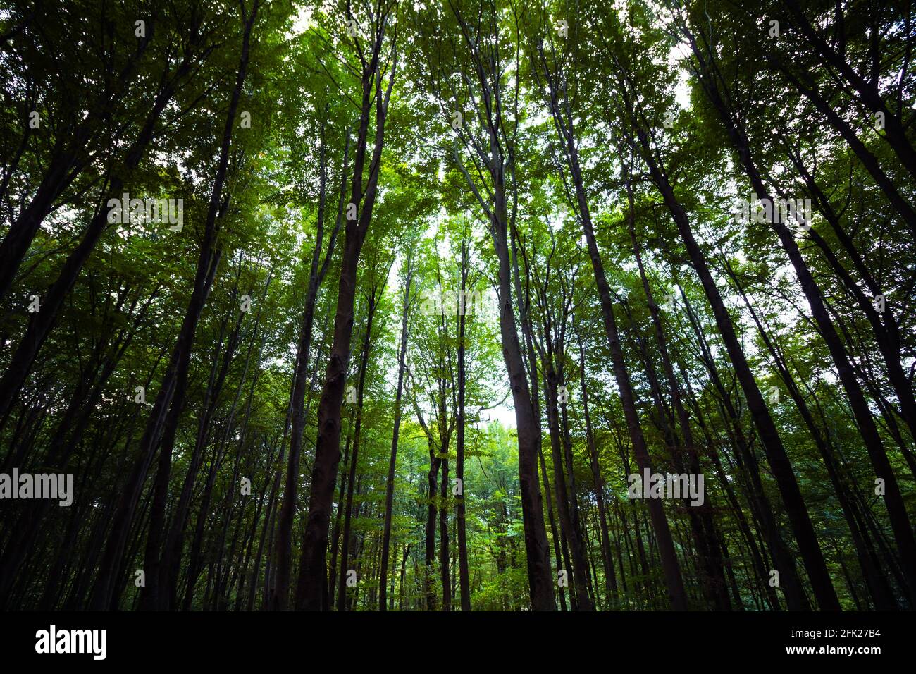 Landscape of the forest at autumn. Long trees from below. Forest ...