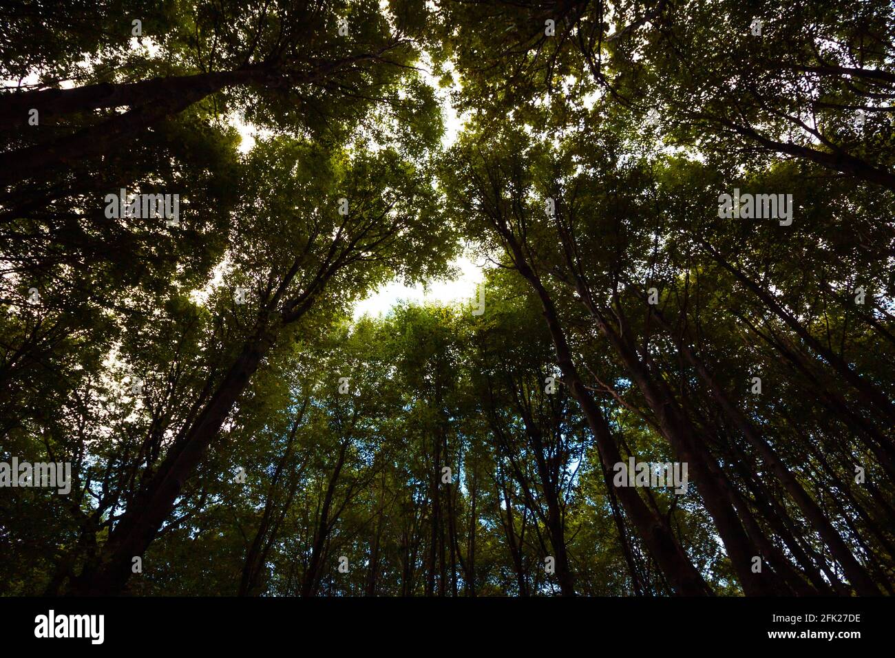 Trees from below in the forest at autumn. Landscape of the forest ...