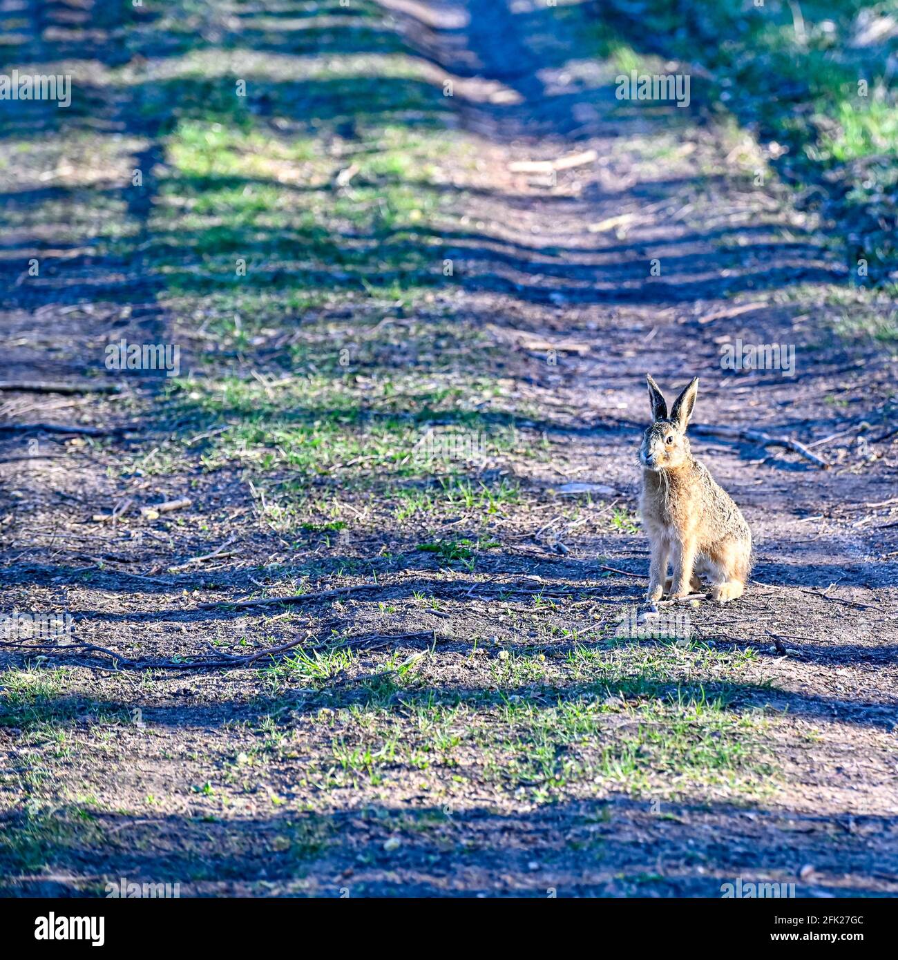 cute young hare on forest road early morning Stock Photo - Alamy