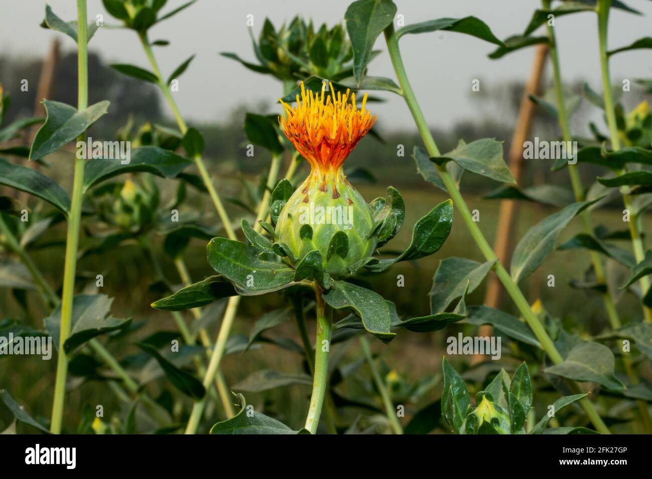 Safflower is an important seed oil crop with a wide range in such ...