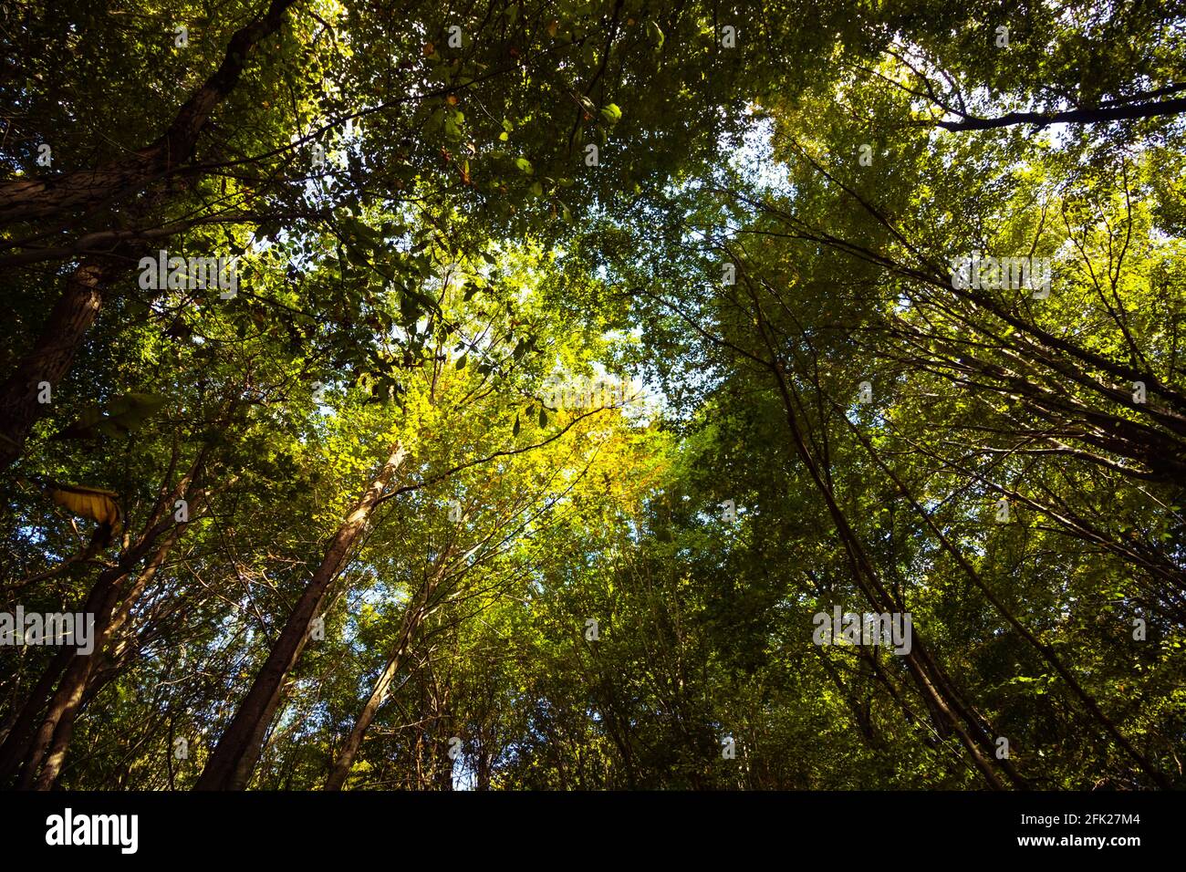 Trees from below in the forest at autumn. Landscape of the forest ...