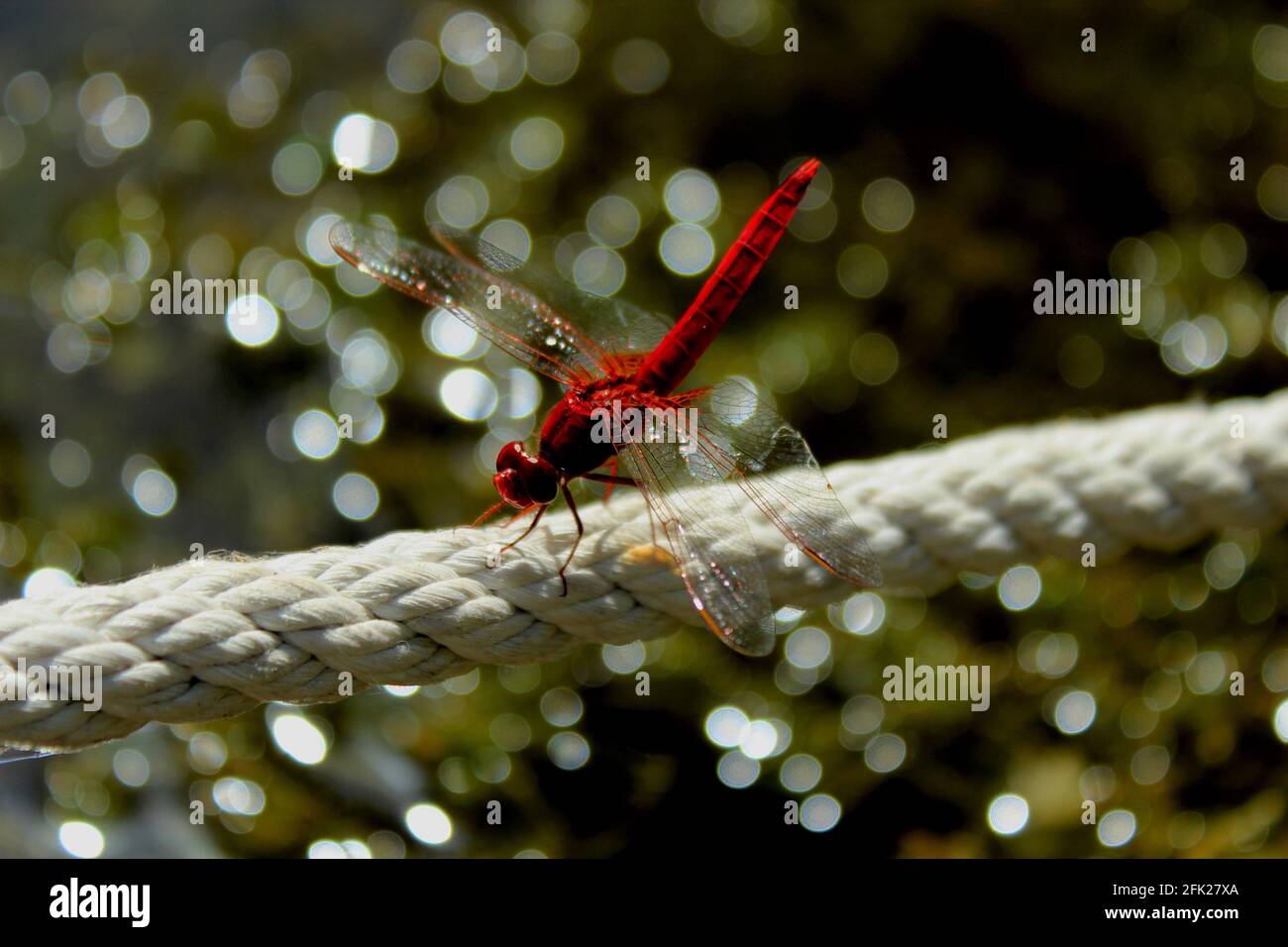Carmine skimmer dragonfly hi-res stock photography and images - Alamy