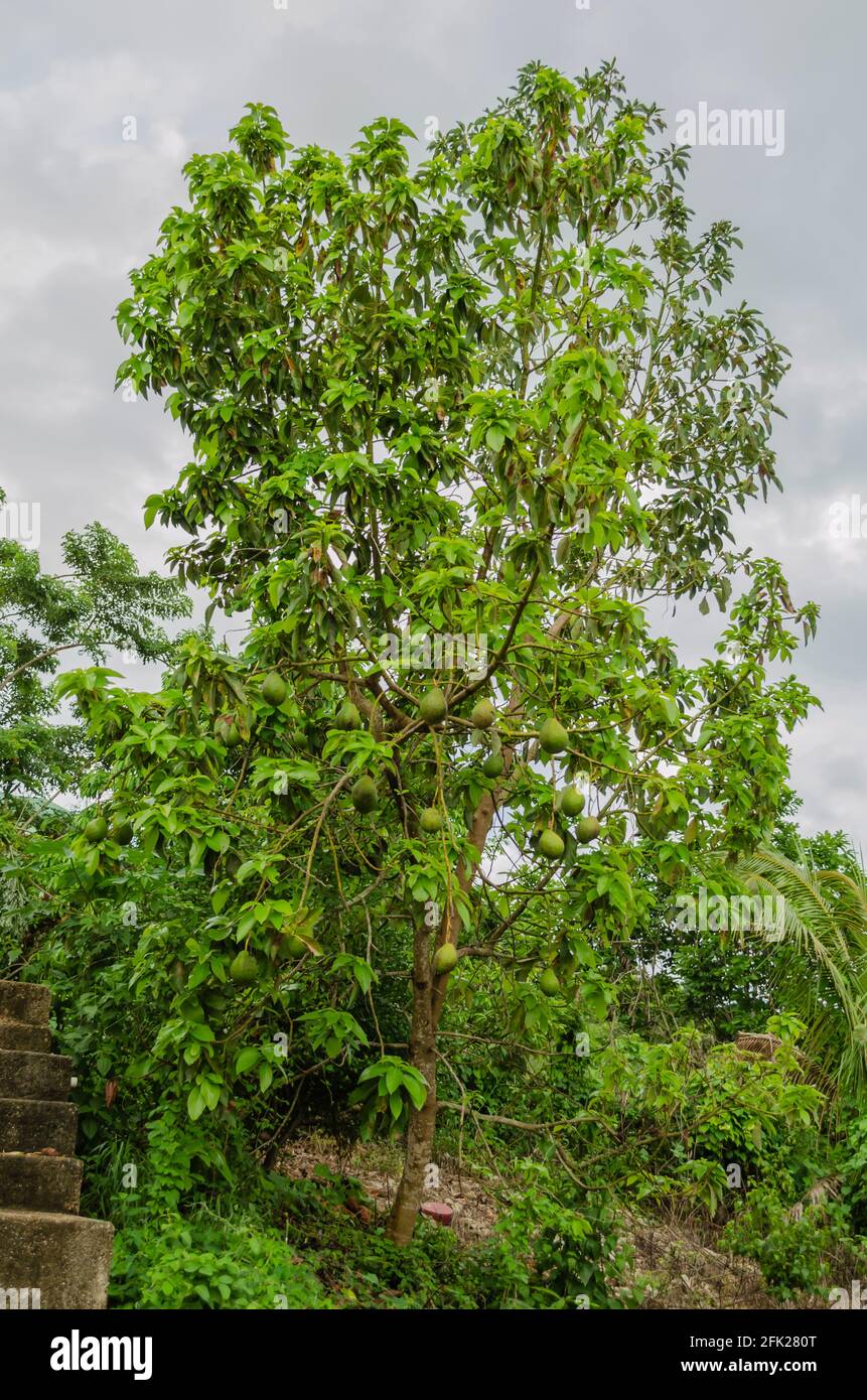 Pinkerton Avocado Tree