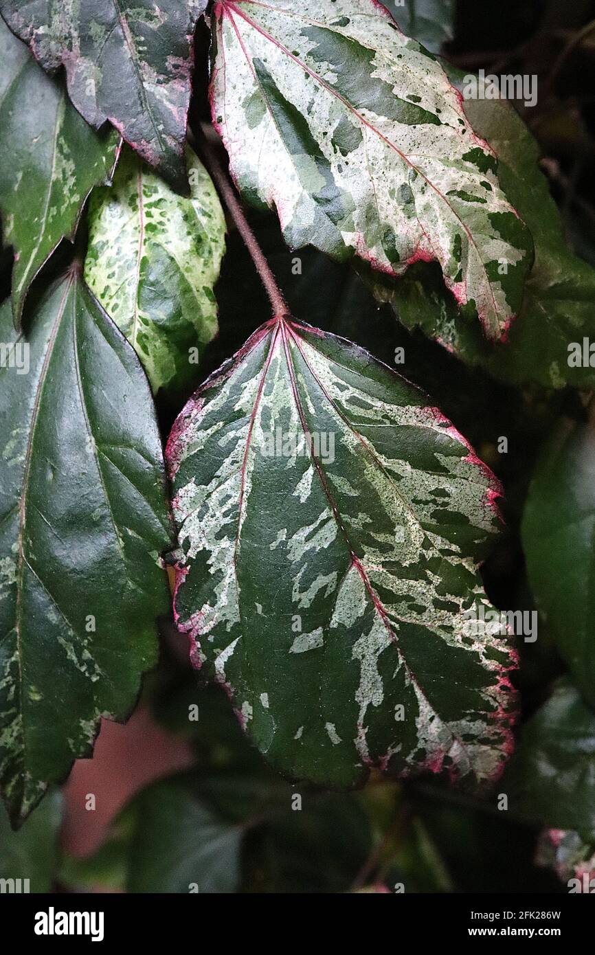 Hibiscus rosa sinensis ‘Variegata’ Leaves only – mottled green, white ...