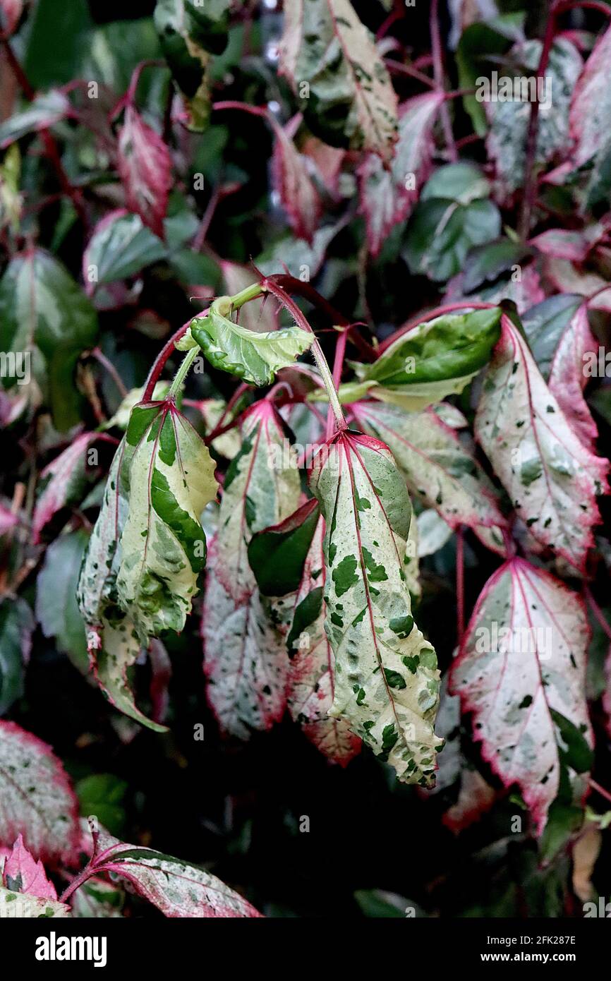 Hibiscus Rosa Sinensis Variegata