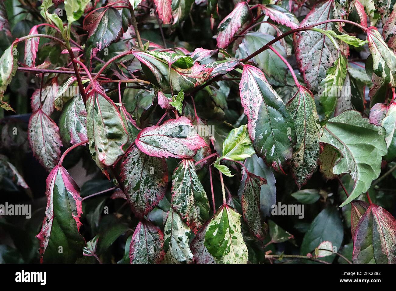Hibiscus Rosa Sinensis Variegata