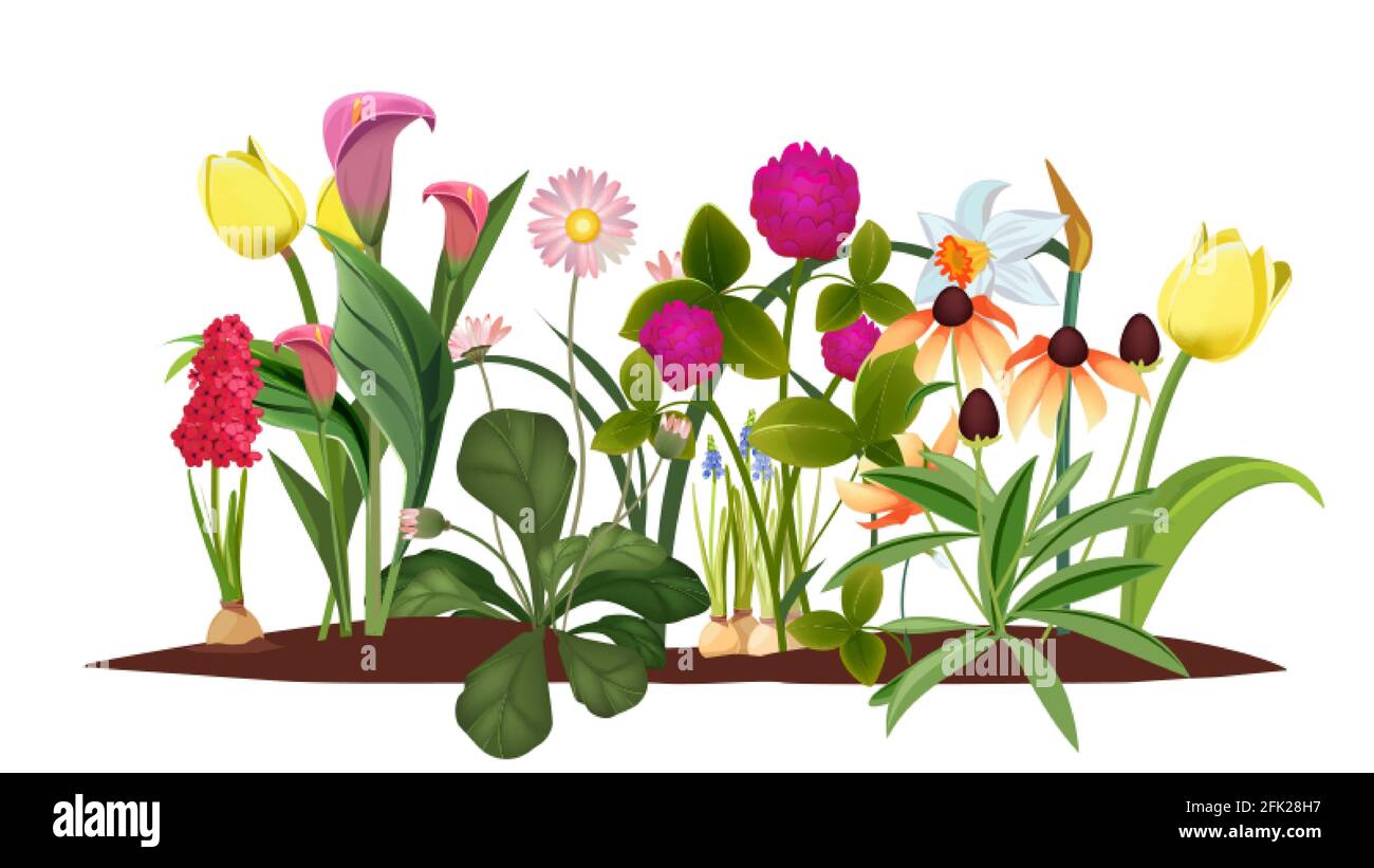 Spring flower bed. Garden, blossom flowers. Isolated tulips and lily ...