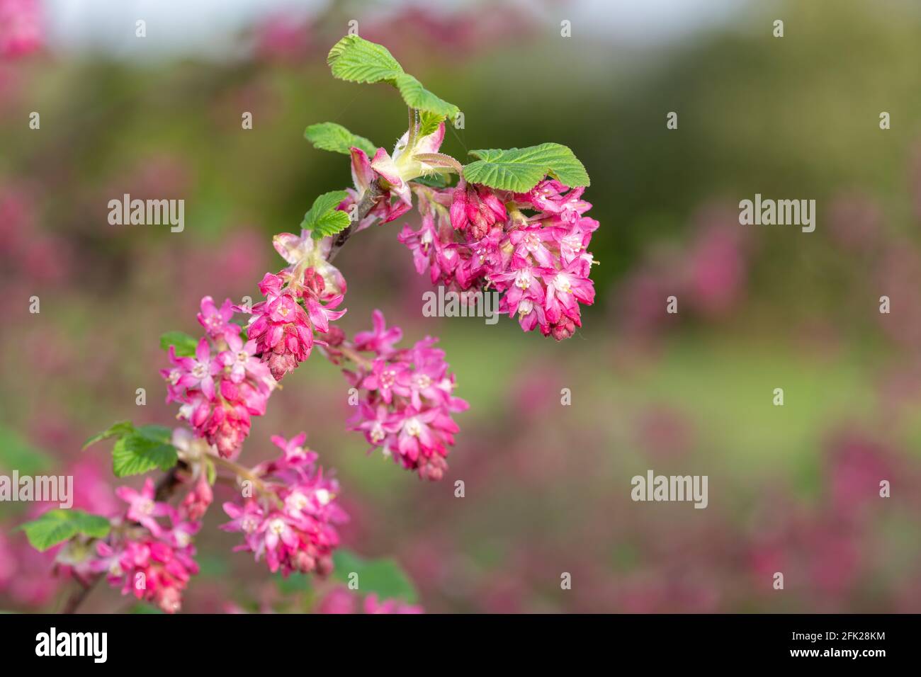 Close up of flowers on a red flowering currant (ribes sanguineum) shrub ...