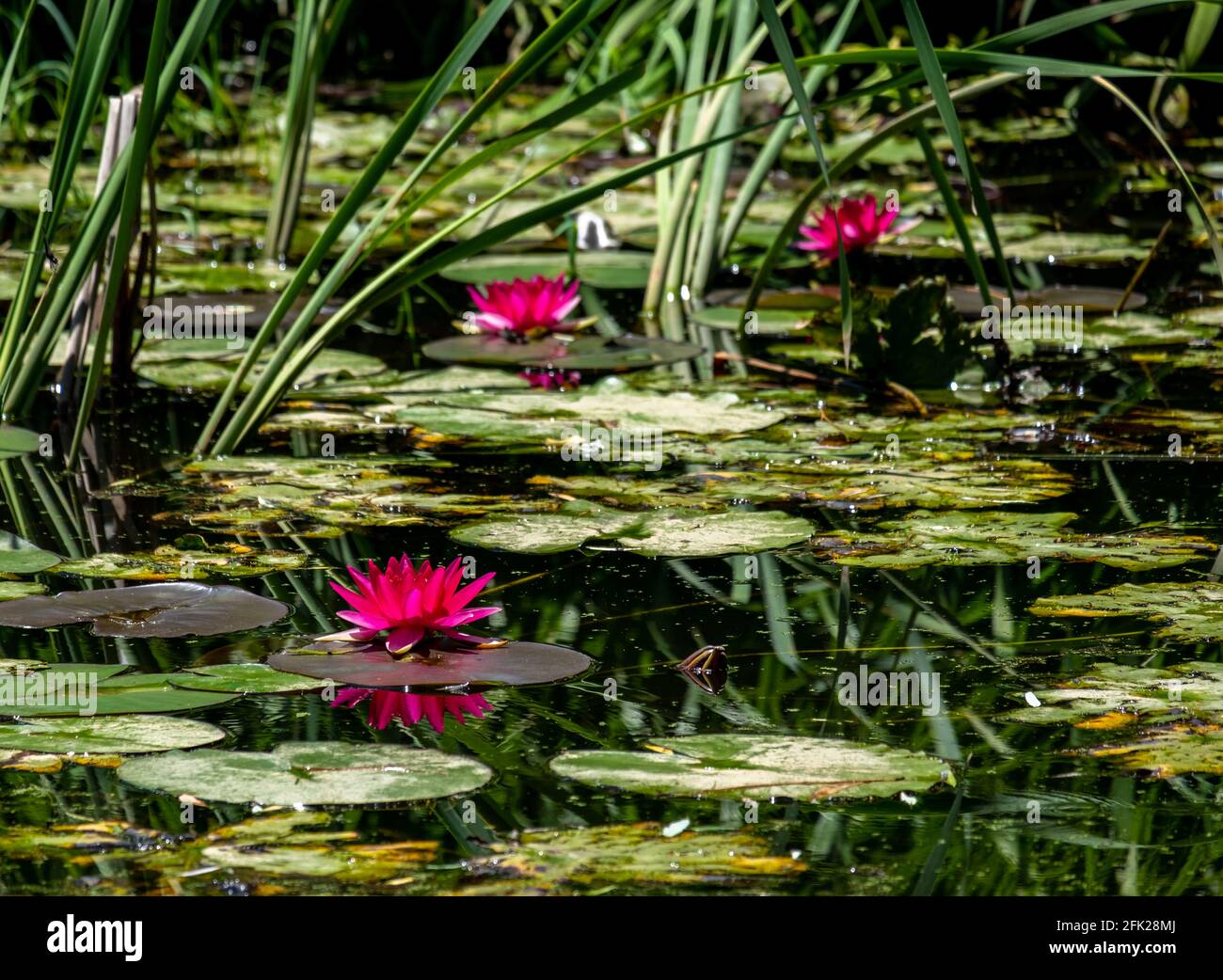 Pink lotuses growing in a pond Stock Photo - Alamy