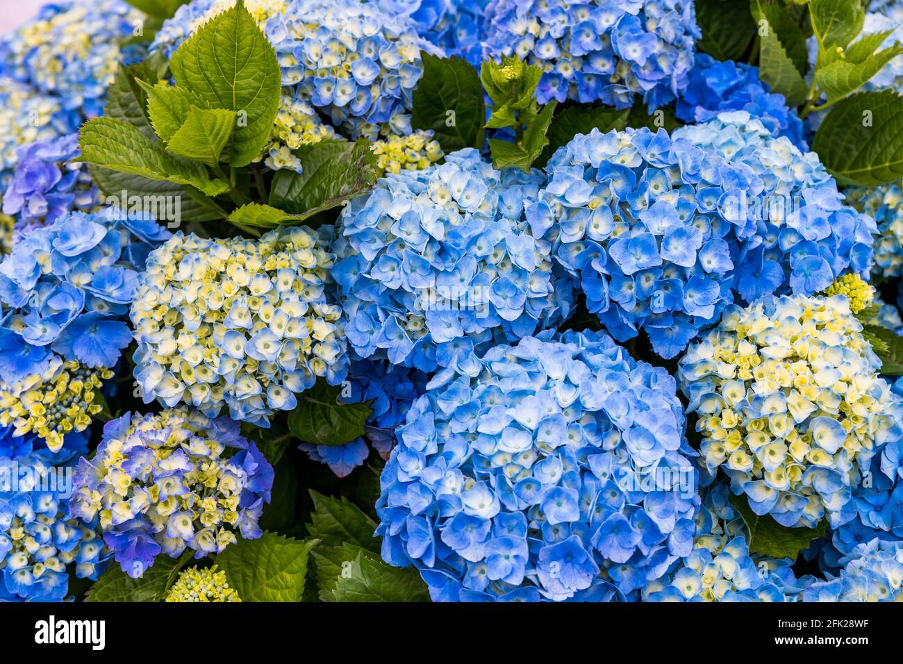 Blue and white hydrangeas in Azores islands. Azores. Portugal. Blue ...
