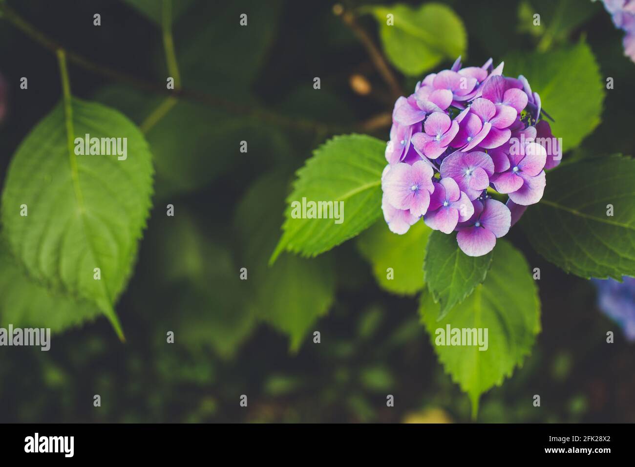 Lush purple hydrangea macrophylla hi-res stock photography and images ...