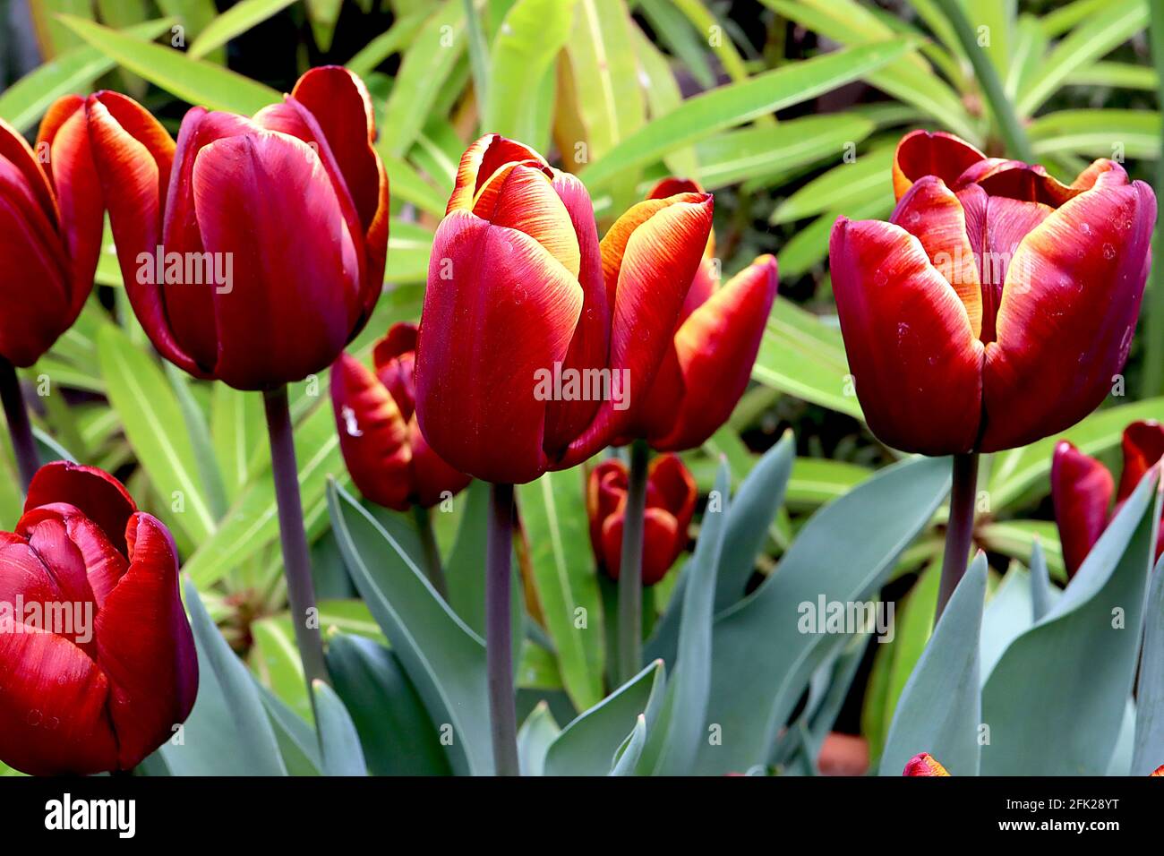 Maroon stem hi-res stock photography and images - Alamy