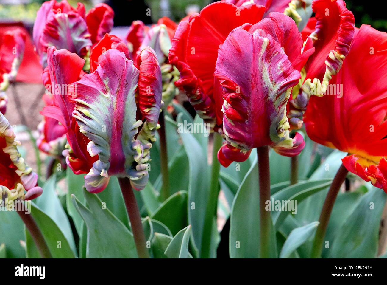 Tulipa gesneriana var dracontia ‘Rococo Parrot’ Parrot 10 Rococo Parrot ...
