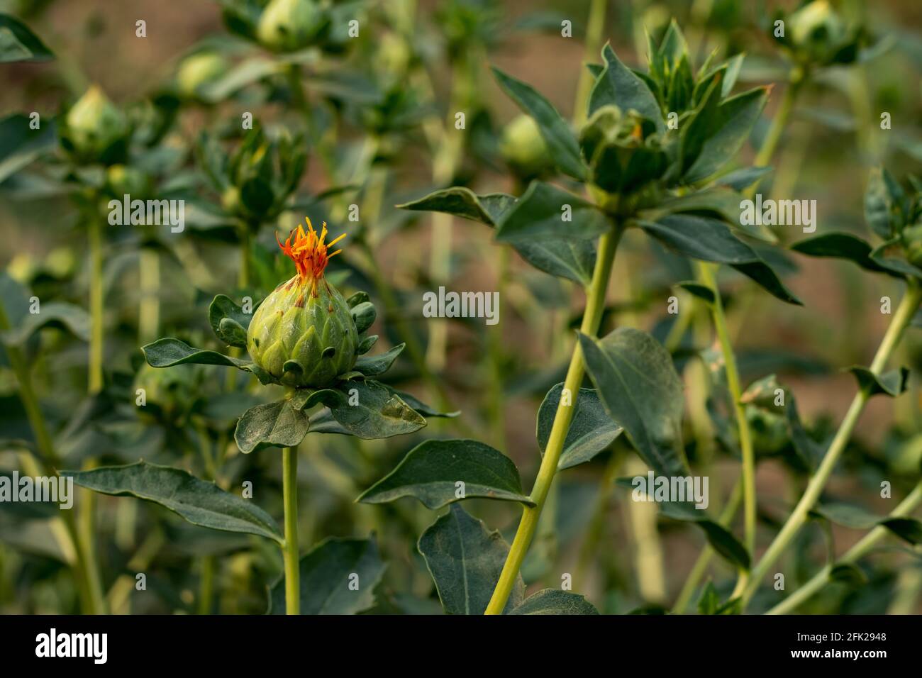 Safflower Sprouts