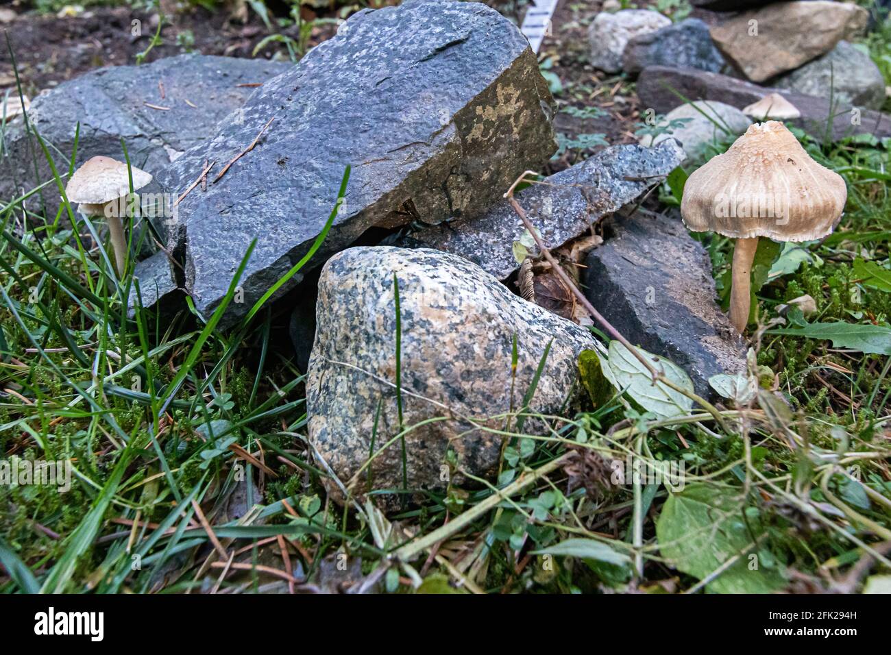 mushrooms growing arround rocks and grass in autumn Stock Photo - Alamy