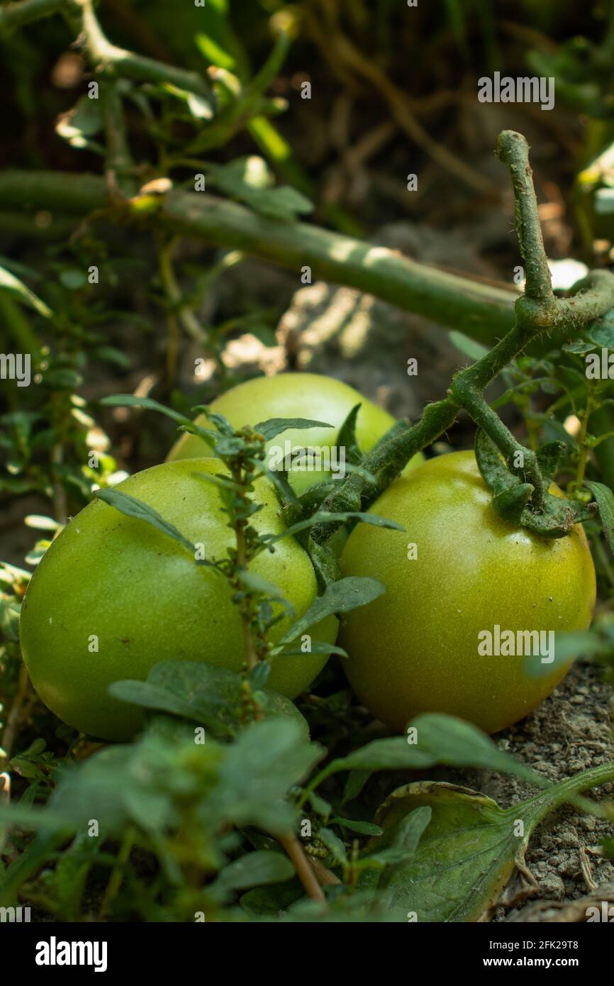 Tasty vegetable salad hi-res stock photography and images - Alamy
