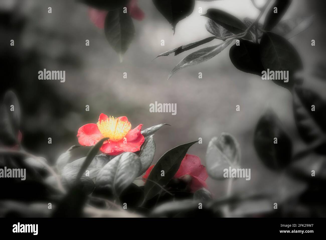 Camellia 'Higo-shagetsu' flower and foliage Stock Photo - Alamy