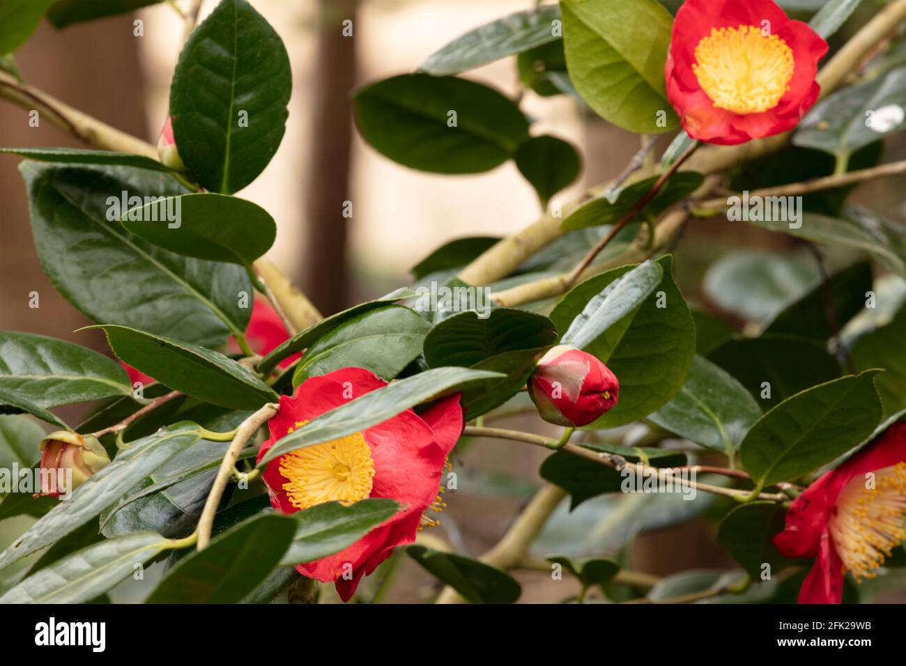Camellia 'Higo-shagetsu' flower and foliage Stock Photo - Alamy