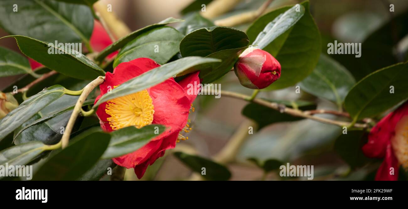 Camellia 'Higo-shagetsu' flower and foliage Stock Photo - Alamy