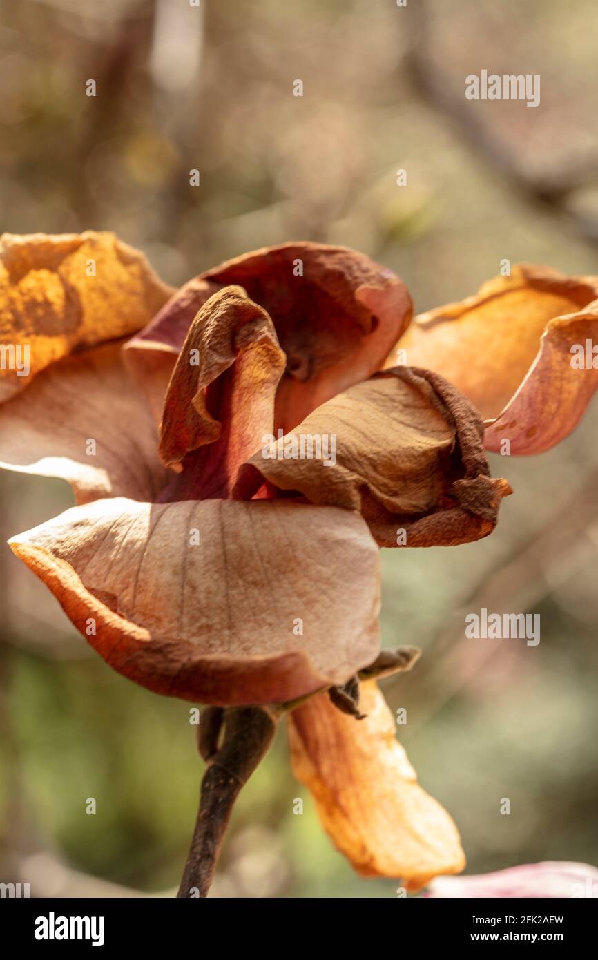 Magnolia anatomy hi-res stock photography and images - Alamy