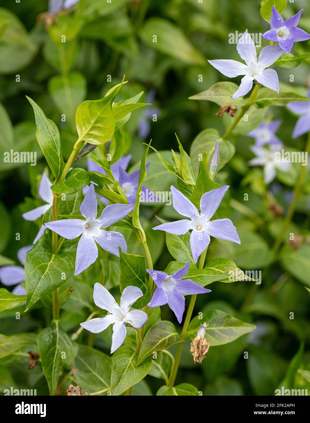 Amsonia orientalis, eastern blue star, Rhazya orientalis flowers in ...