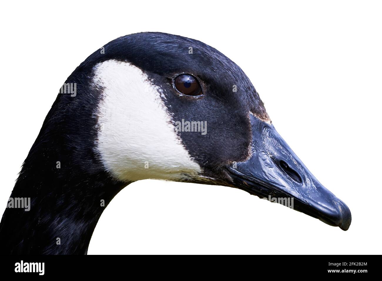 Canada Goose head isolated on white background ( Branta Canadensis ...