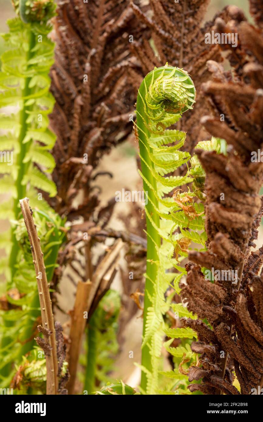 Natural abstract, patterns and textures featuring fern leaves Stock ...