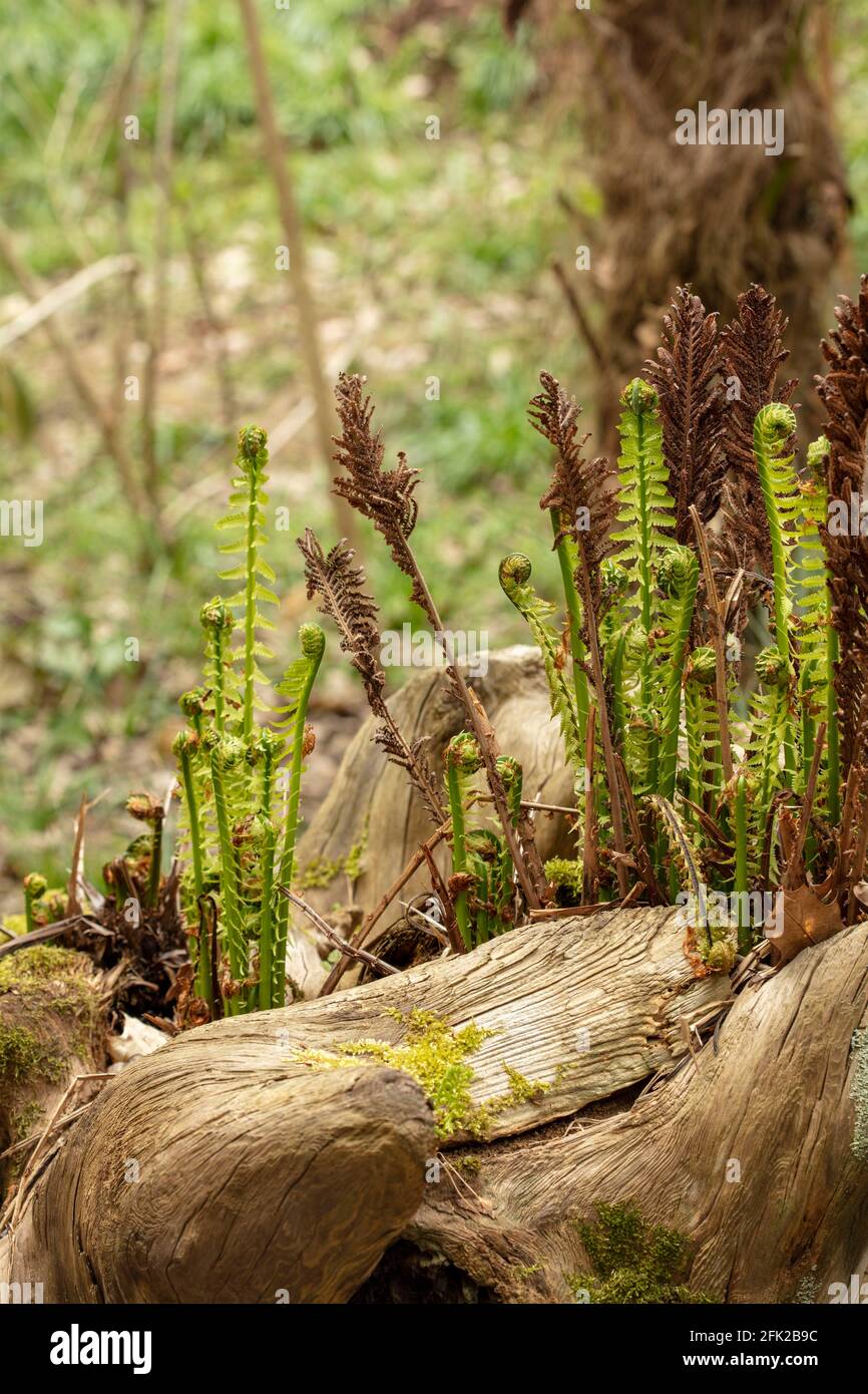 Natural abstract, patterns and textures featuring fern leaves Stock ...