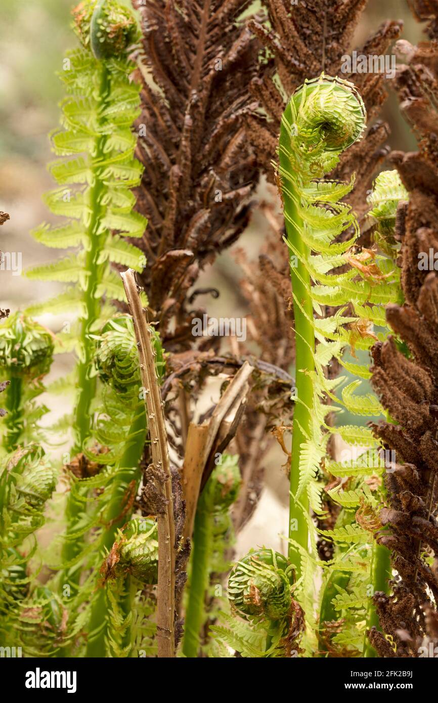 Natural abstract, patterns and textures featuring fern leaves Stock ...