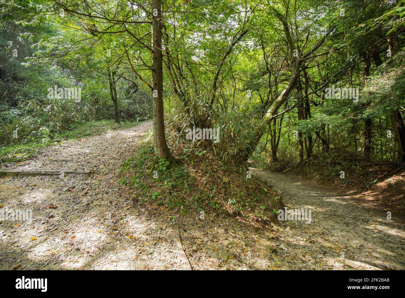Mountain trail. Forest trees woods mountain valley landscape. Japanese ...