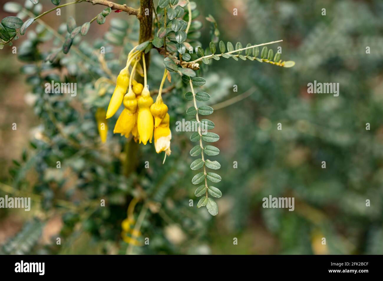 Sophora Sun King = Hilsop, bright yellow flowers in trusses and shiny ...