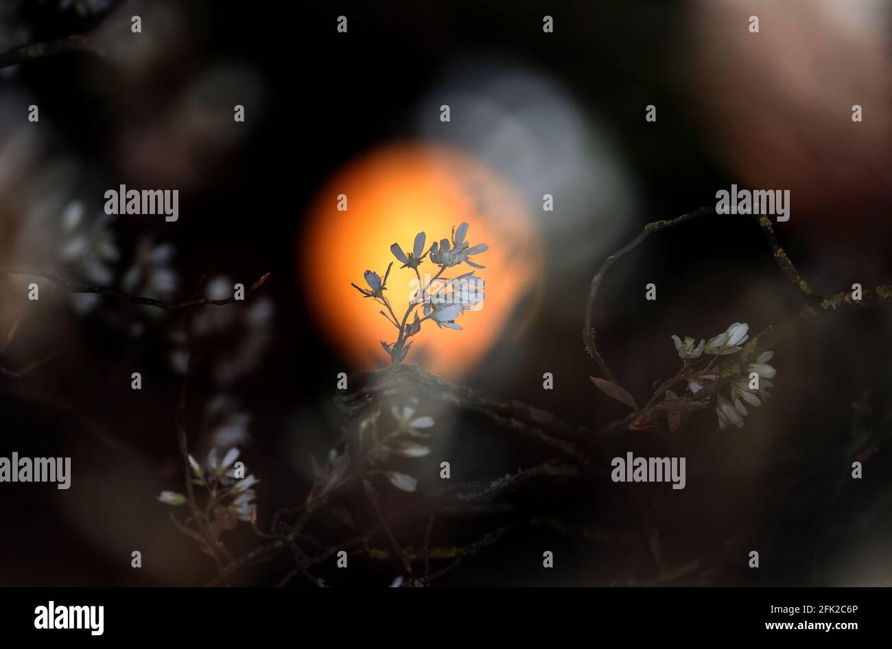 Full Moon Behind Branches Of A Tree High Resolution Stock Photography ...