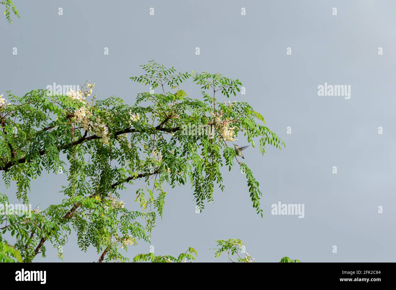 Moringa Branch Against Blue Sky Background Stock Photo - Alamy