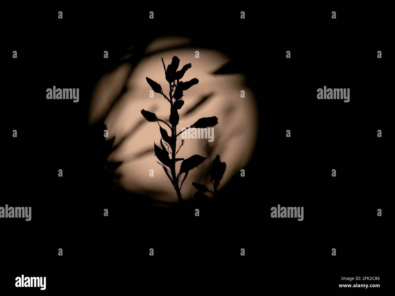 Full moon behind branches of a tree hi-res stock photography and images ...