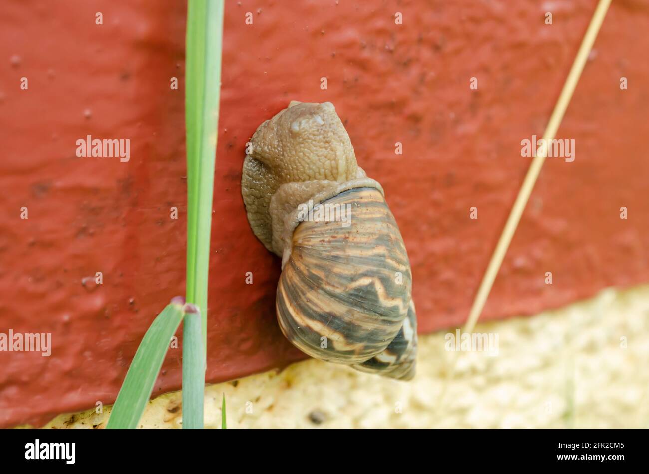 Snail In Shell Stock Photo - Alamy