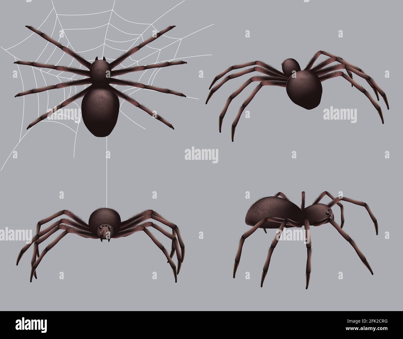Spider realistic. Nature insects crawl venom black fear spider vector ...