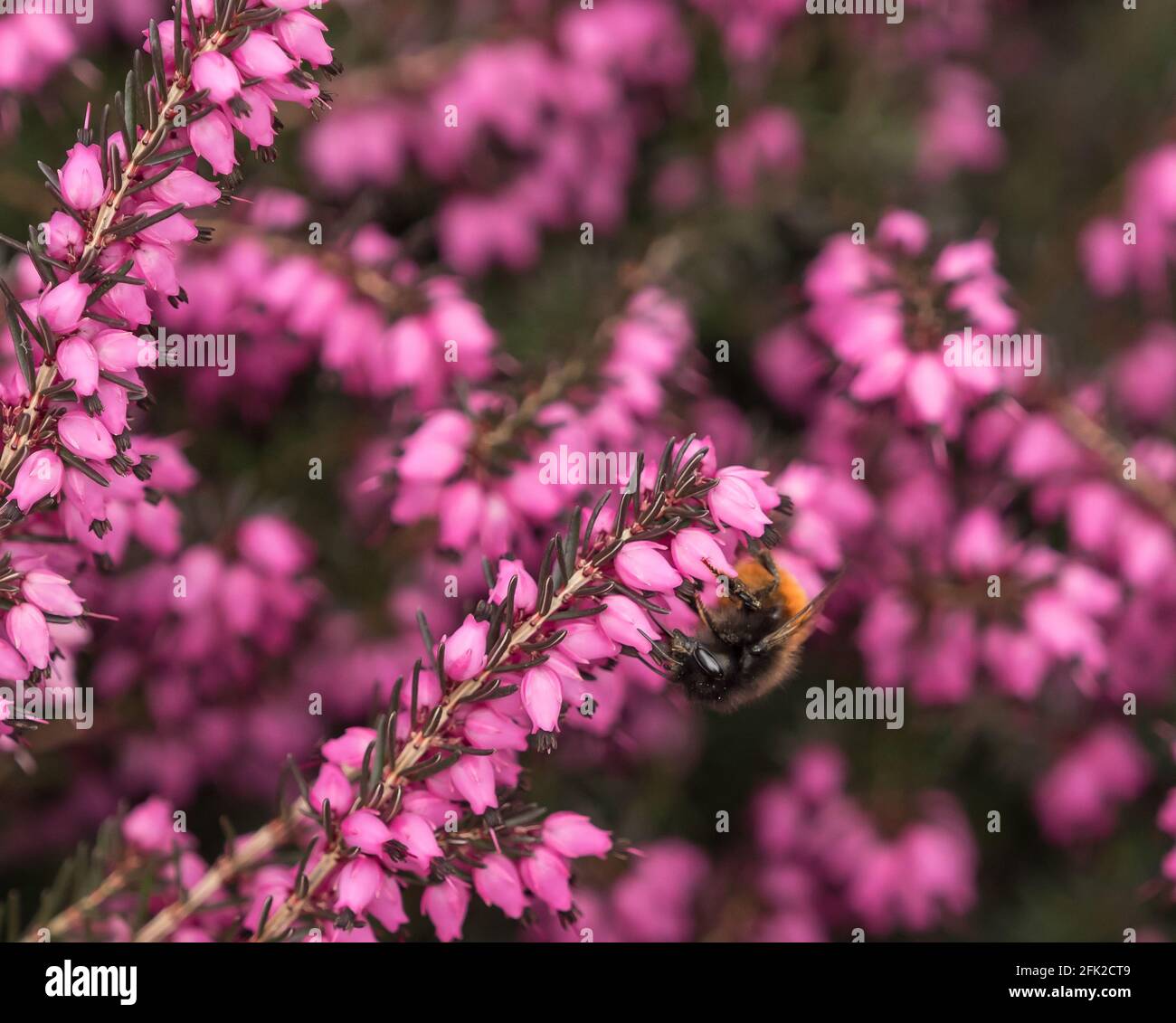 A bumblebee sits on heath family flower Stock Photo - Alamy