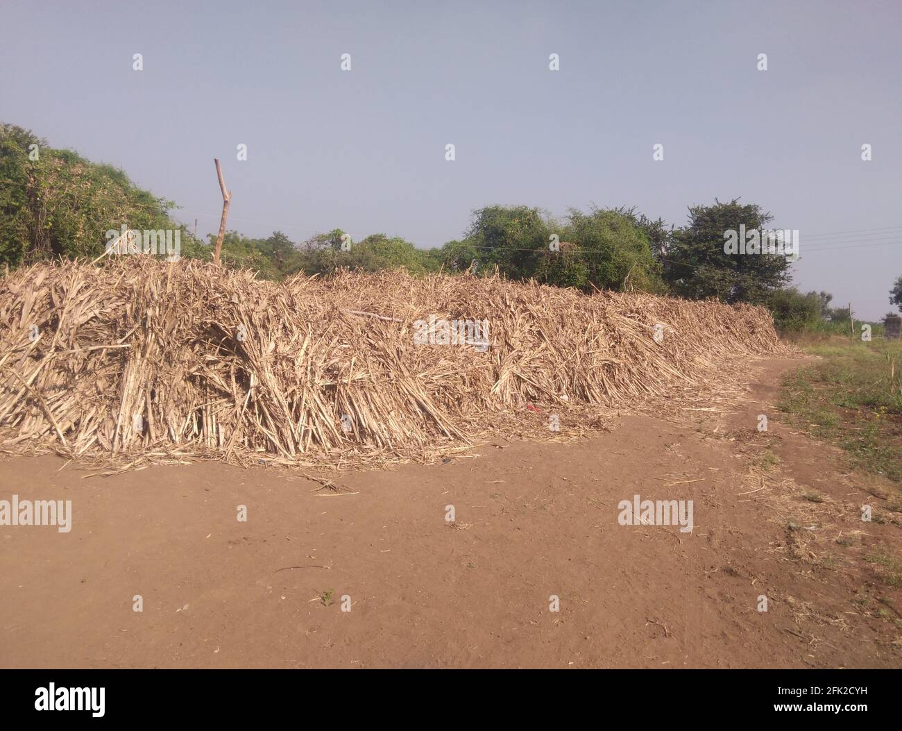 Landscape of the bundles of corn straw on a farm field under the ...